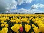 Visit London’s 5 Best Tulip Garden – A Blooming Paradise!