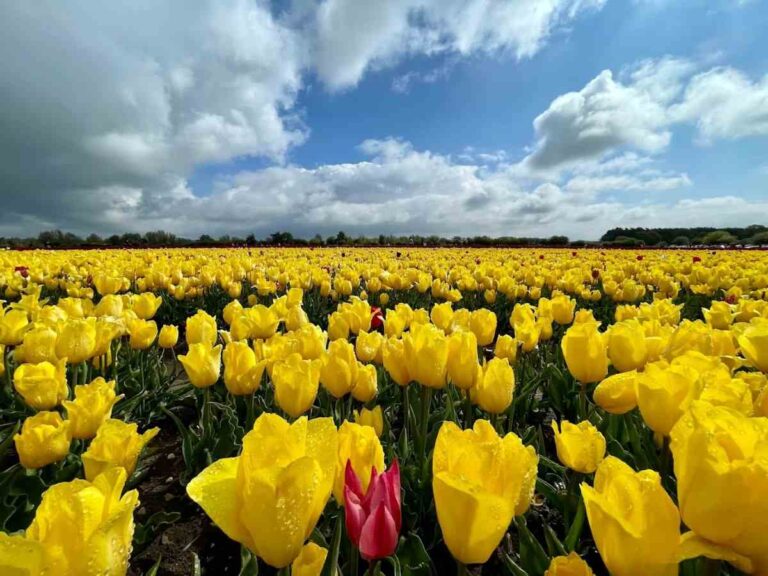 Visit London’s 5 Best Tulip Garden – A Blooming Paradise!